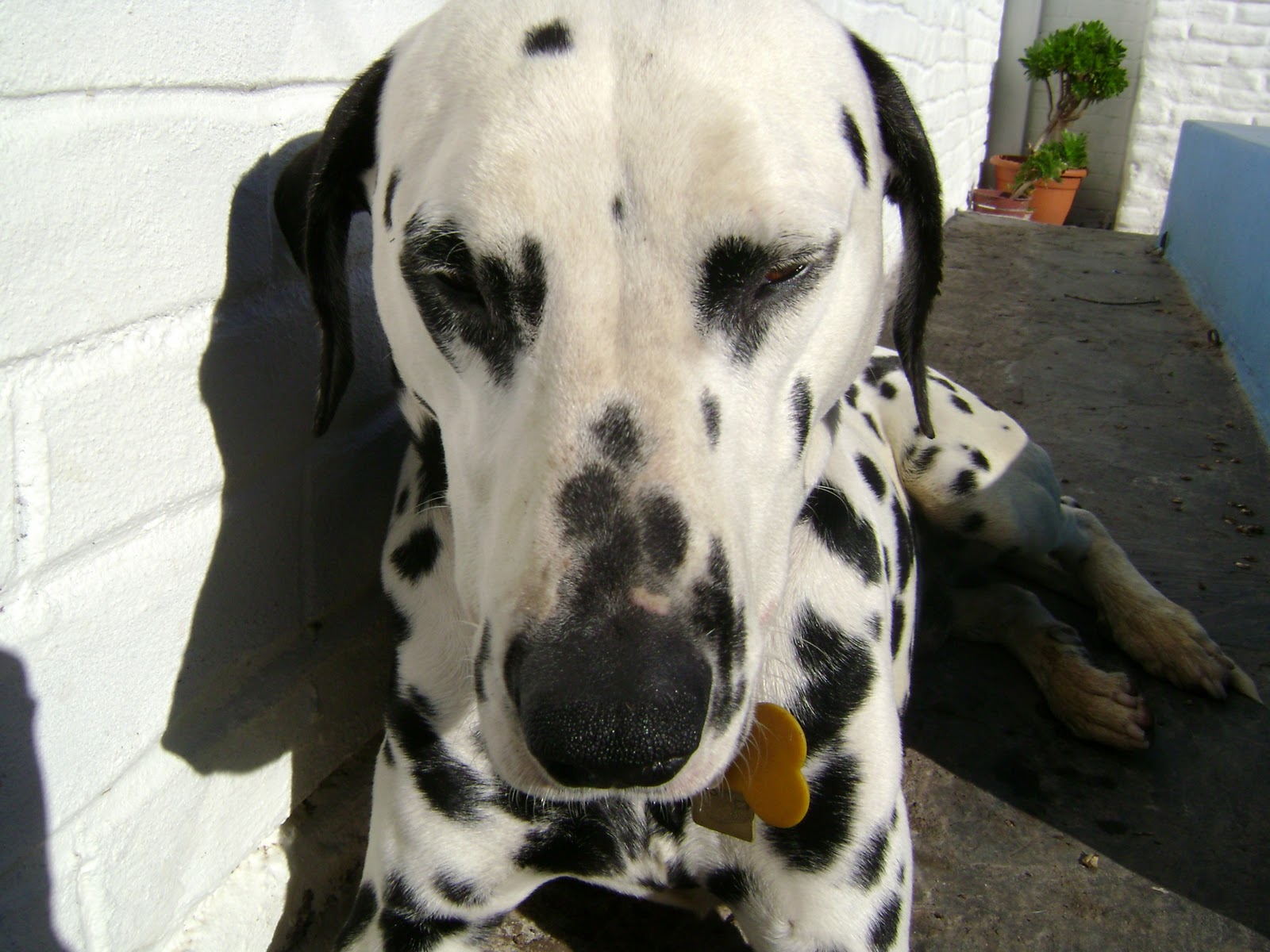 Razas Caninas