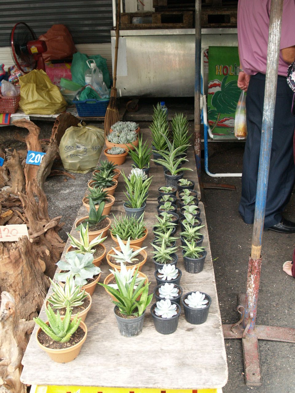 Cactus Lover: JJ market - biggest outdoor plant market