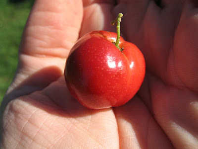 My Rare Fruit Photo Blog: Barbados Cherry