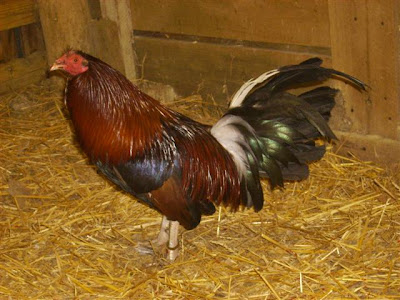 Fighting Cock Encyclopedia: Clarets (Mandigin Clarets)