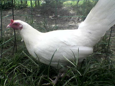 Fighting Cock Encyclopedia: Clarets (Mandigin Clarets)