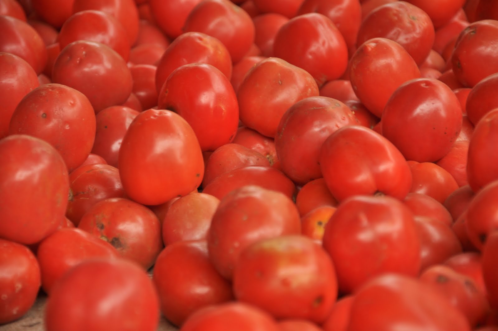 Yogurt Starter Probiotic Tablet