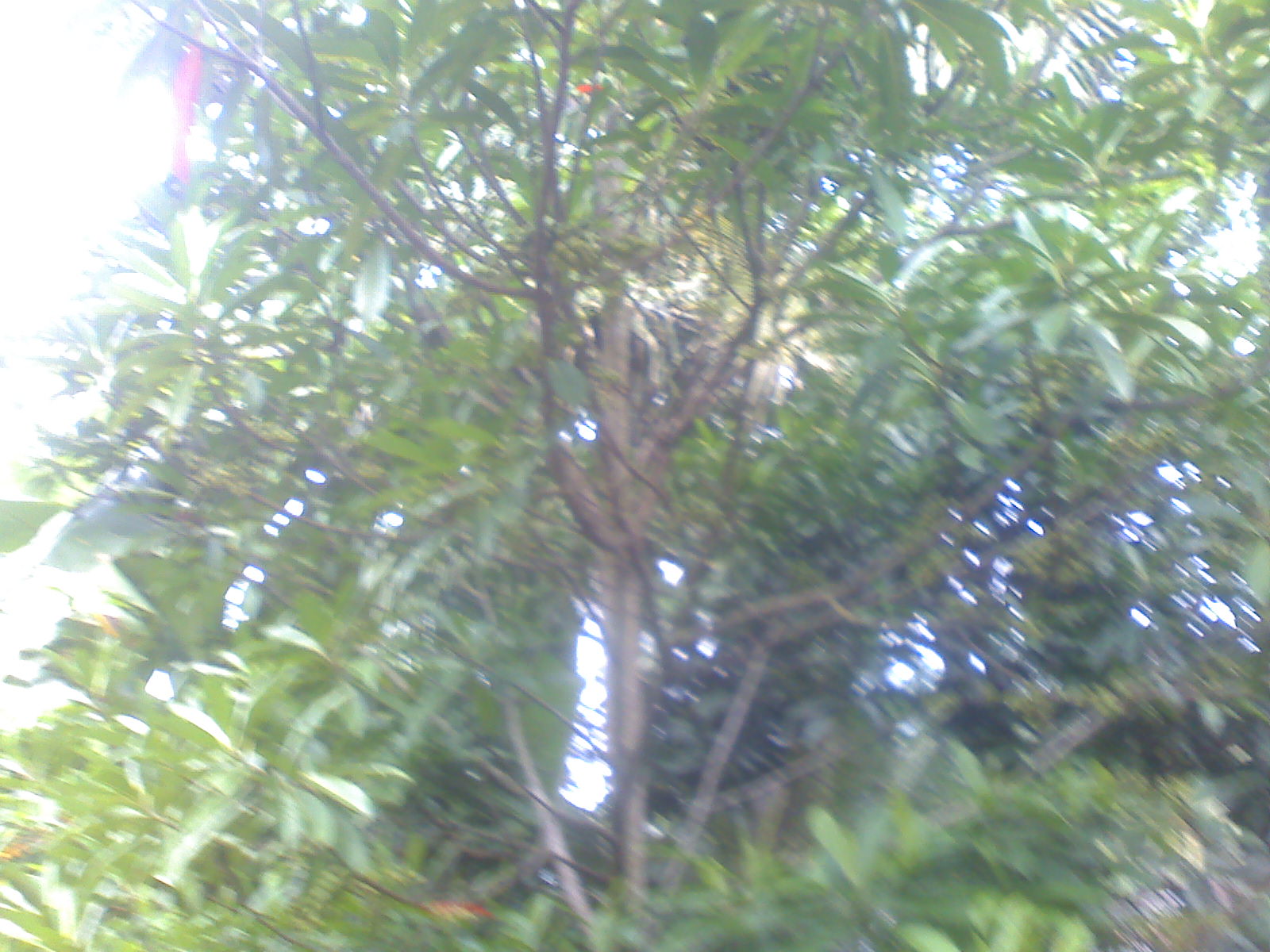 aneka bibit nusapalapa: Foto biji Genitri