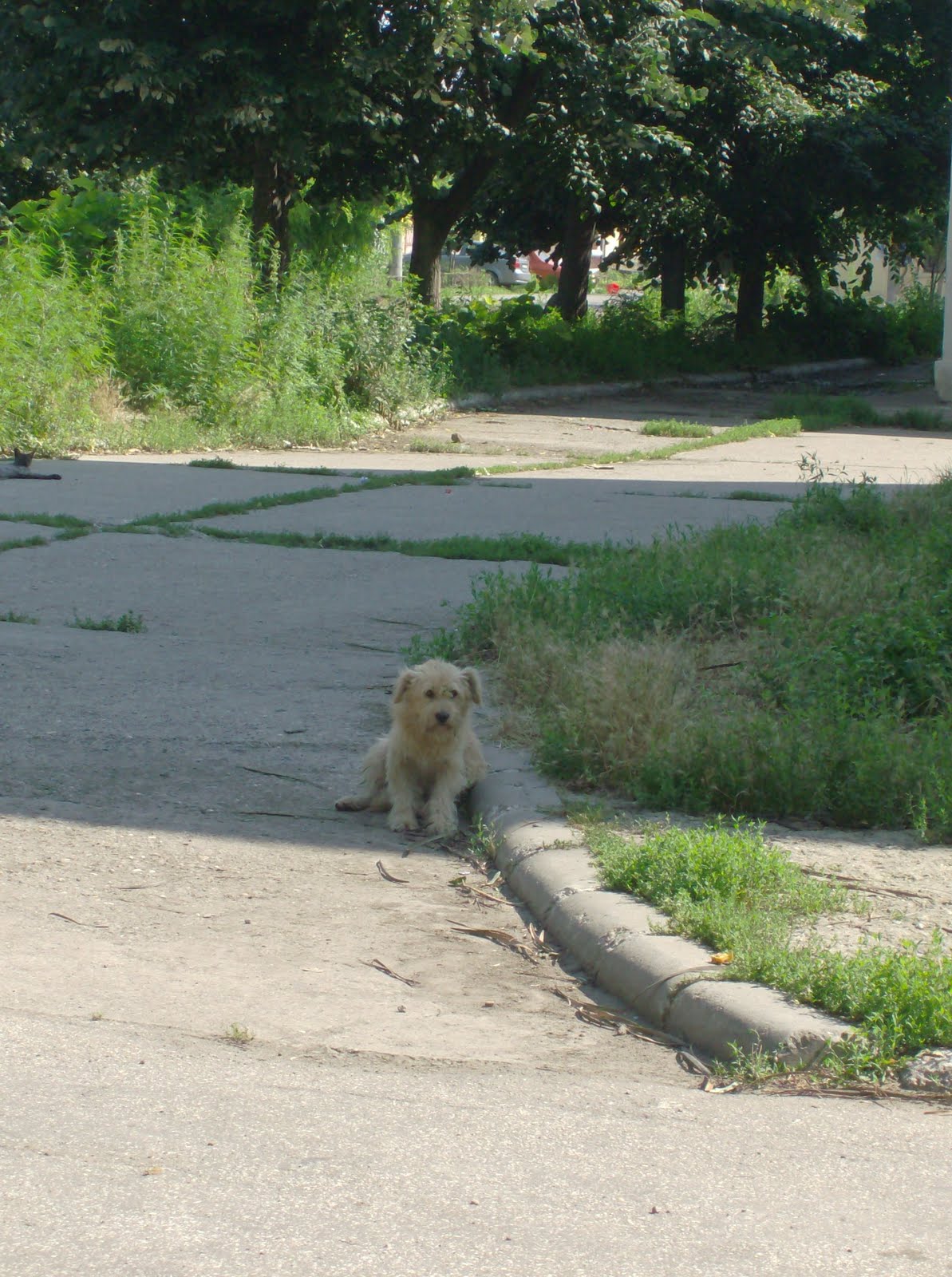 ALMA - CANICHE-ul meu !: [ FOTO ] Maidanez simpatic , caut stapan
