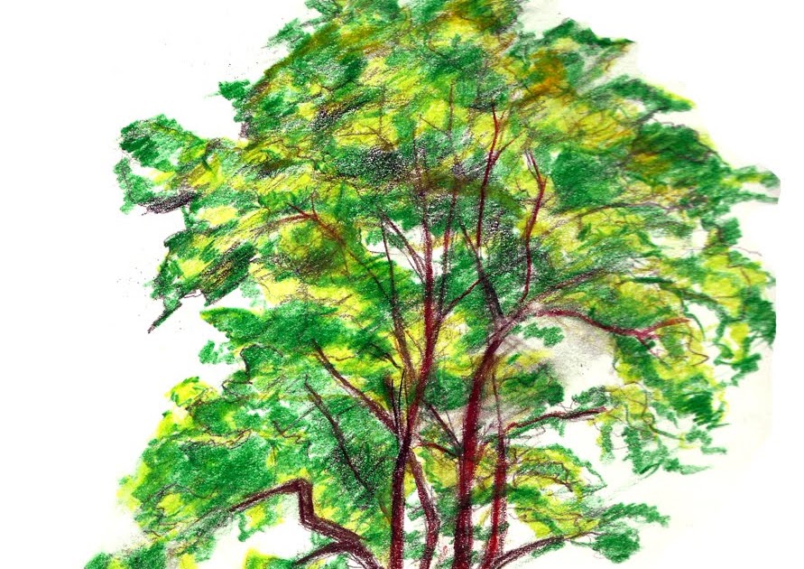 dobby's drawing blog: tree skecth - color pencil