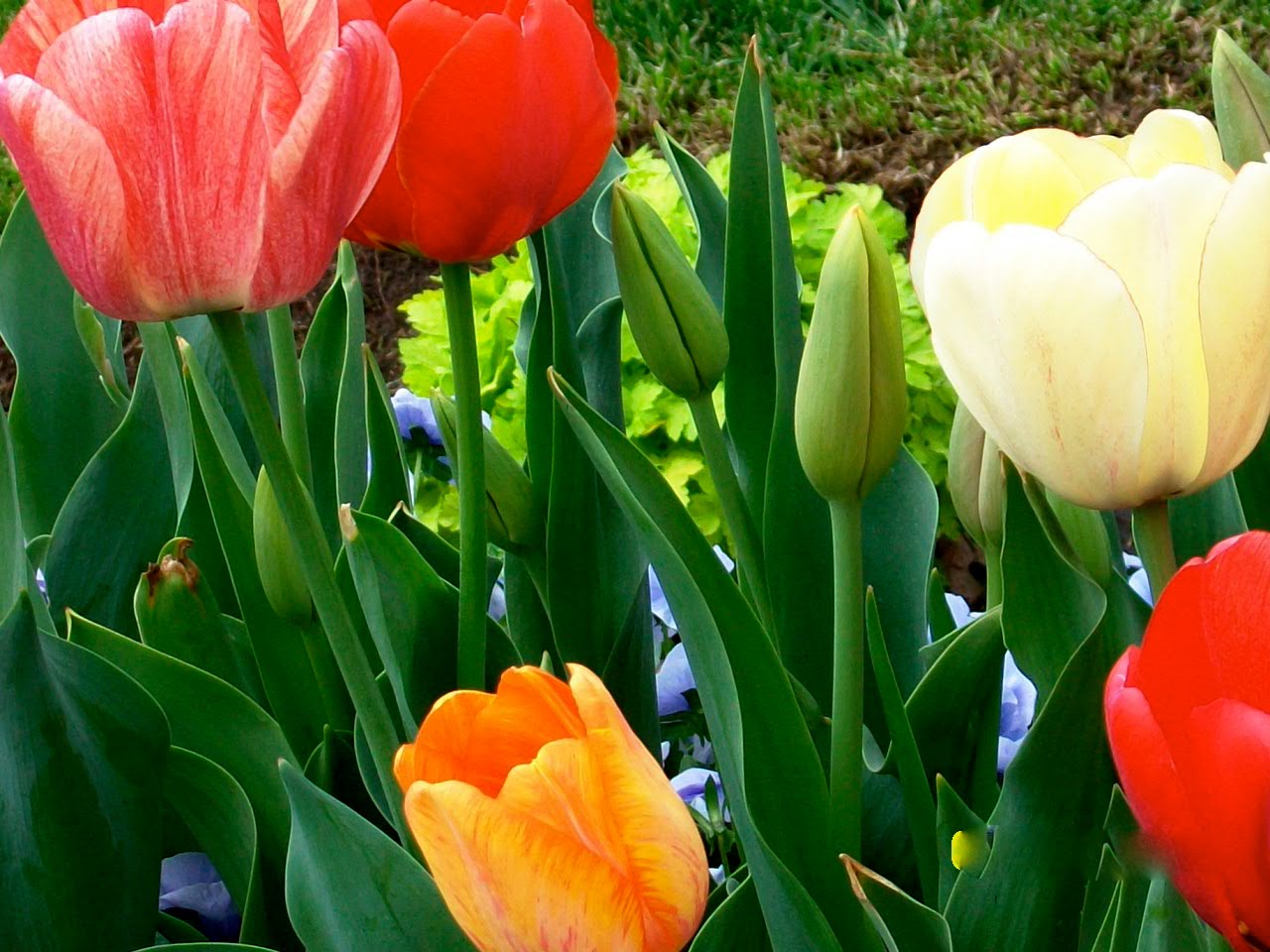 P O T A G E R: Here They Are.......My Favorite Tulips