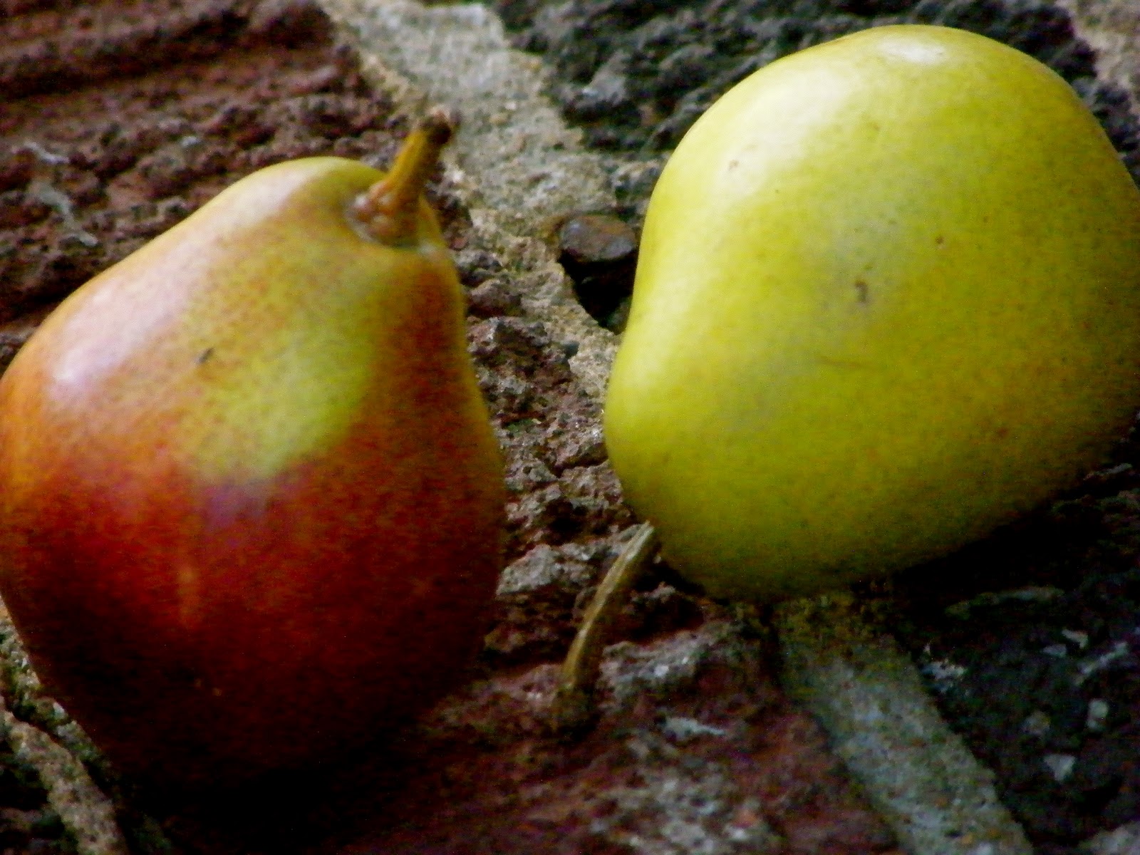 P O T A G E R: Seckel Pears