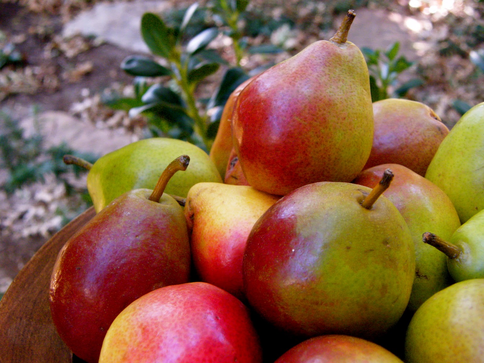 P O T A G E R: Seckel Pears