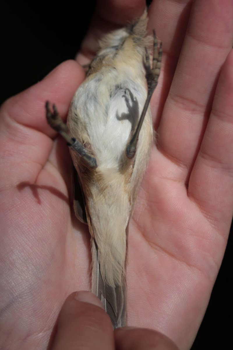 Birdwatching Algarve: Western Olivaceous Warbler - capture