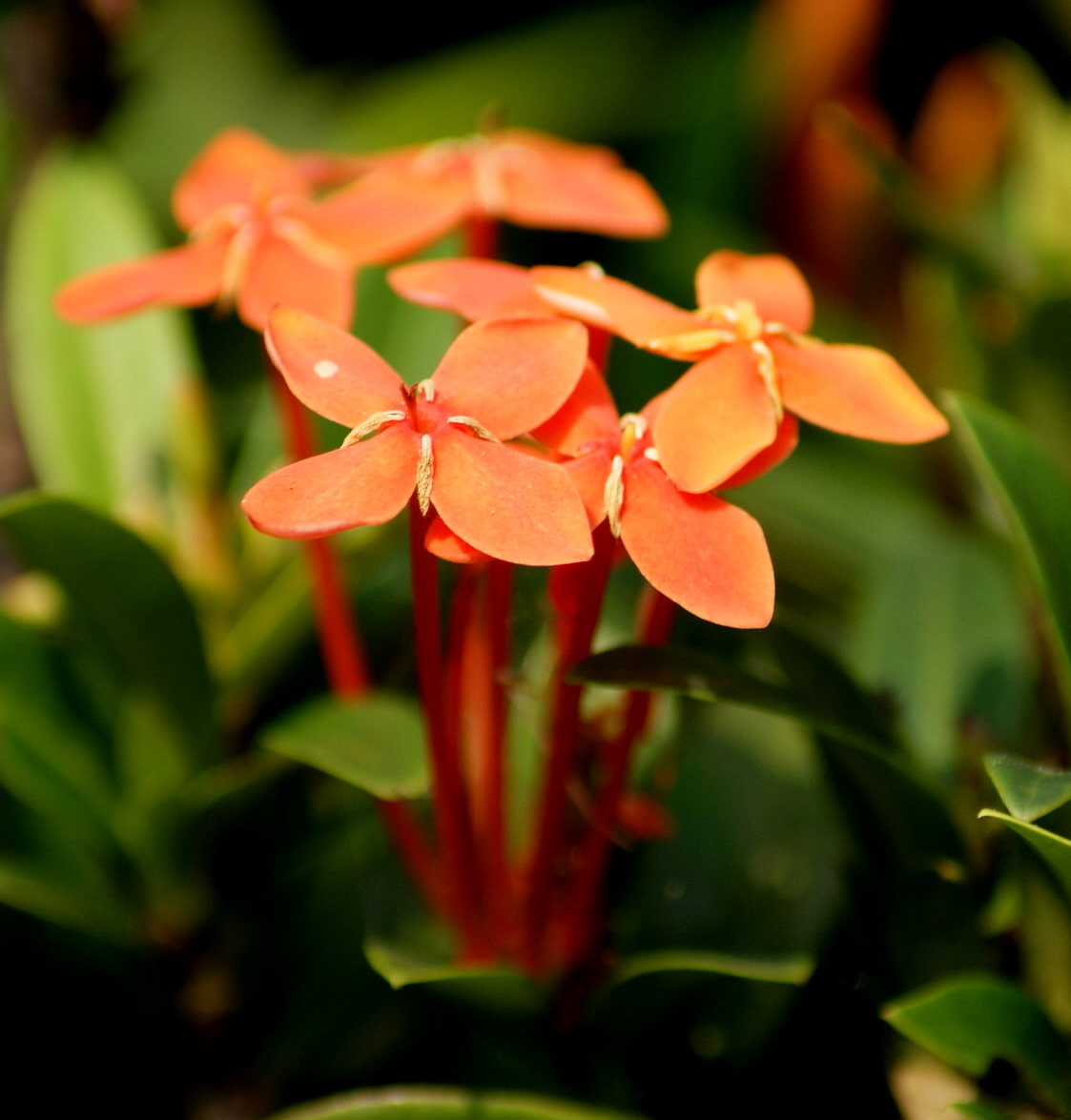 Subang Jaya and the World: Santan