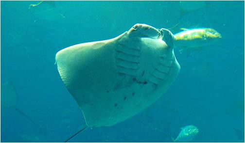 acuarium: Mantarraya gigante “Bebé”