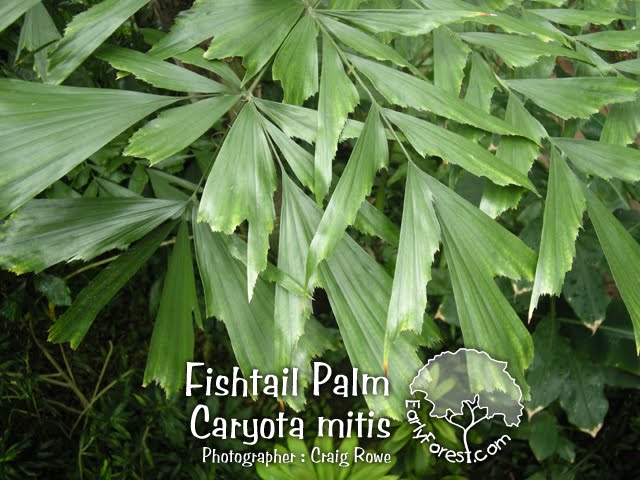 Early Forest : Tree Photography and Information: Photo : Fishtail Palm ...