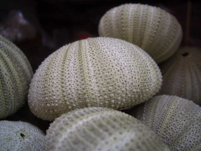 Punctuation Mark: Sparkles and Shells