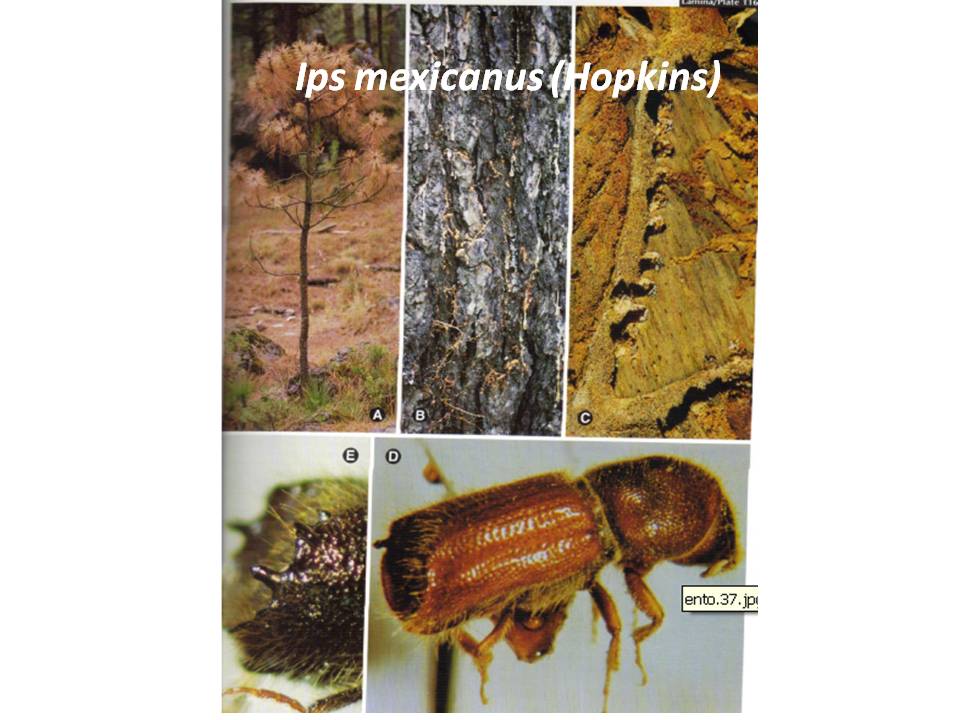 ENTOMOLOGIA FORESTAL ANGEL TORRES: noviembre 2010