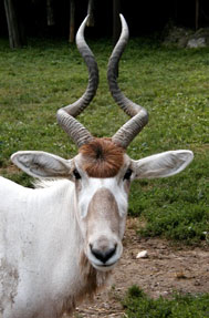 Feel the Wild...: Animal do Mês: Adáx