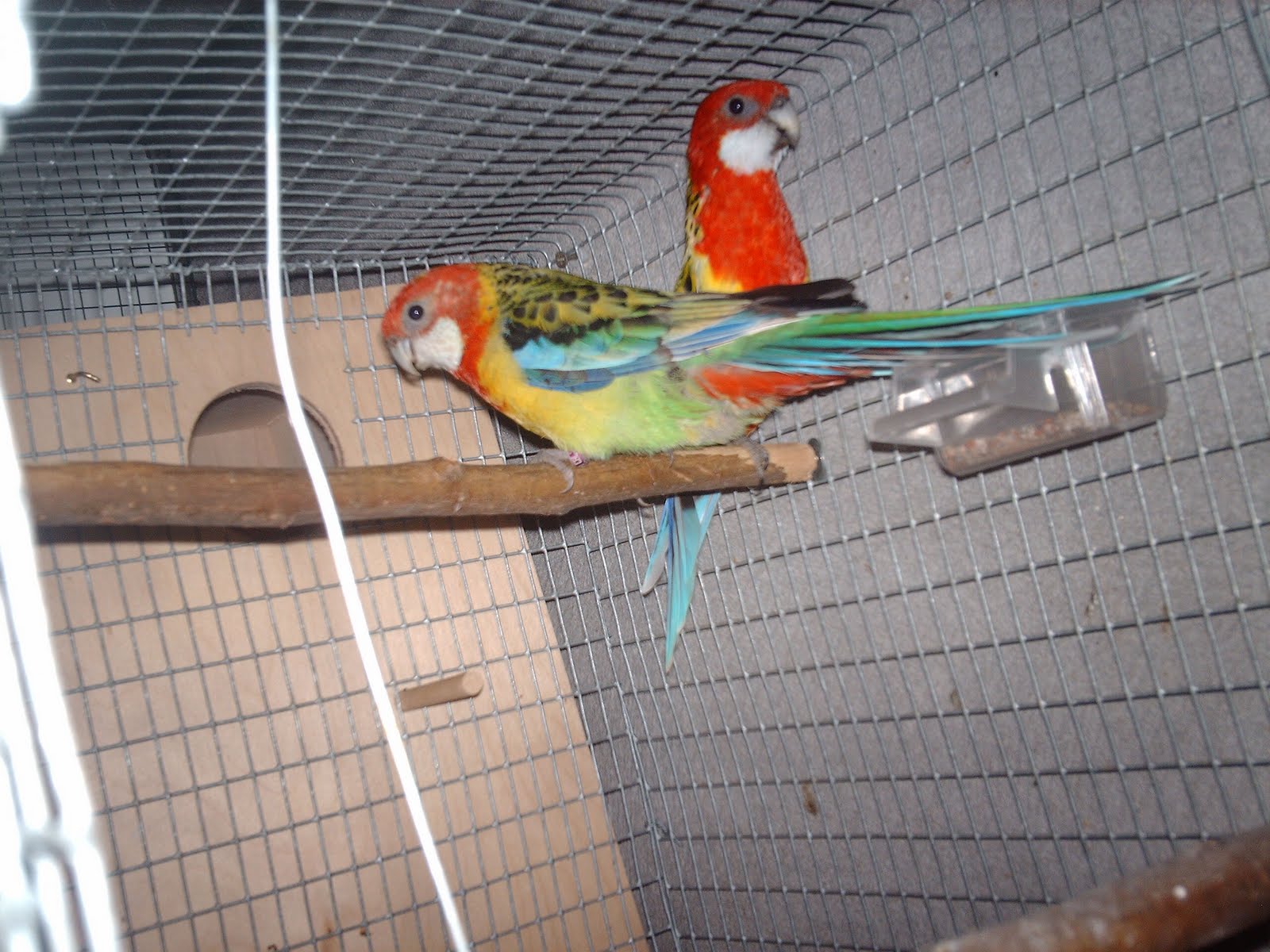 AVES DO RICARDO E DO ANTÓNIO: casal de roselas omnicolor