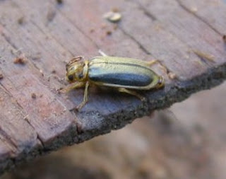 Garden Animals: Mustard Bug