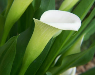 Gardening and Flowers: Cally Lily