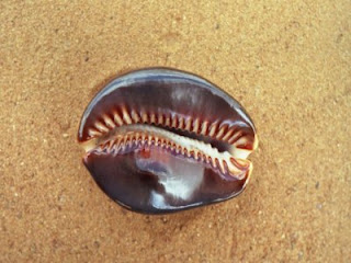 Pictures of Seashells: Black Cowrie