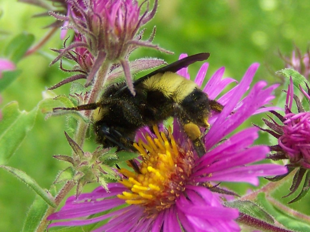 Garden Animals: Bumble Bee