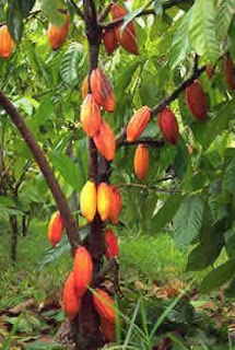 CHOCOLATE e SAÚDE: A árvore do cacaueiro