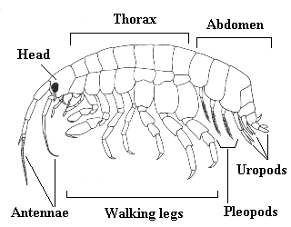 Gammarus