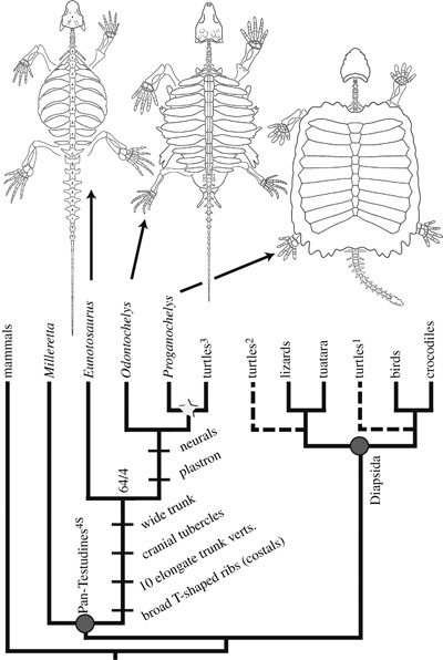 Serpent Research: What Are Turtles?