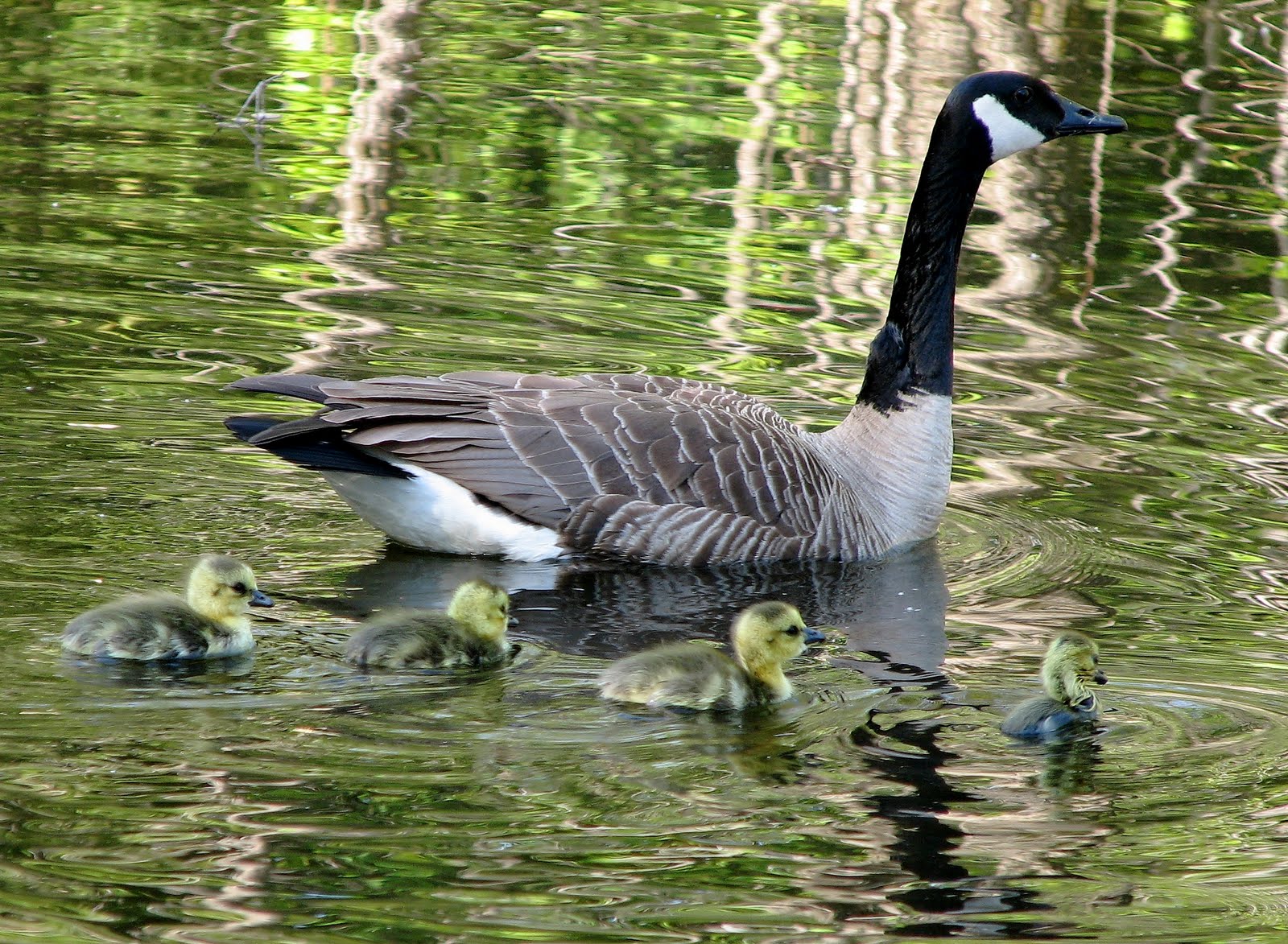 La nature à son meilleur: Bernache du Canada