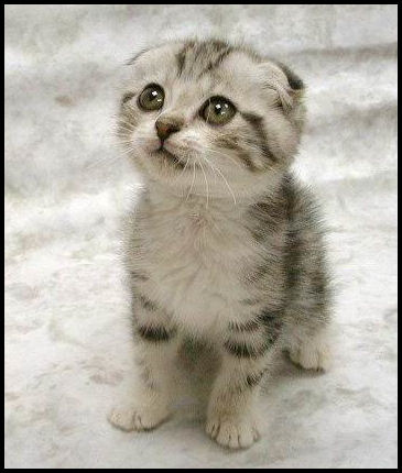 Cute and Cuddly Critters: ONSLAUGHT OF CUTENESS OMGOMGOMGOMGNOMNOMNOM ...