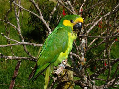 Bello Abril: El Loro Enrico