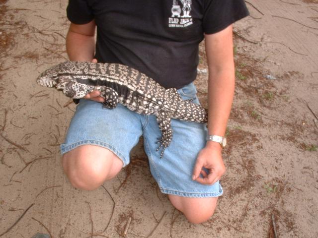 Nature Miracle: Tokek ( Lizard)