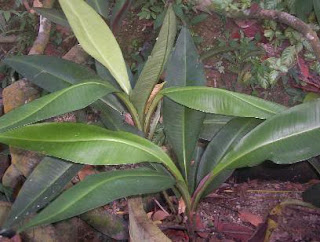 Nature Miracle: Scientific : Myrsinaceae Labisia pumila (Malay: Kacip ...
