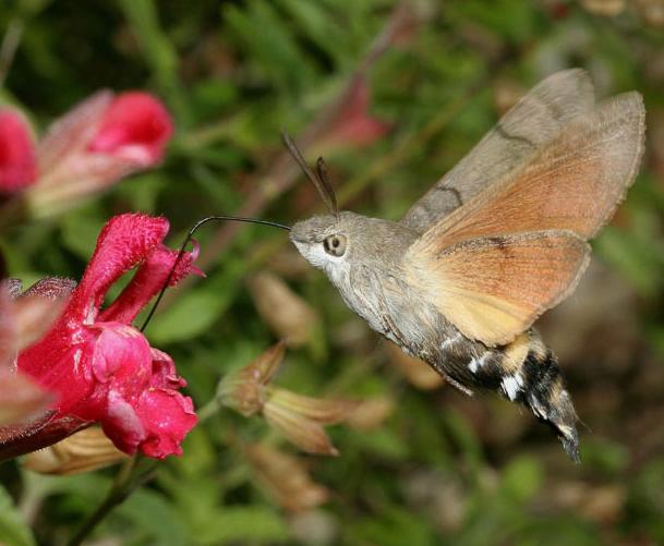 butterfly wings tattoo: hummingbird moth ontario