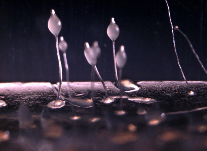 Suburban spaceman: Fruiting Bodies: Dictyostelium discoideum