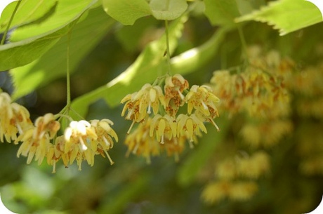 angela aramă: Floare de tei (Turnul de fildeş 4)