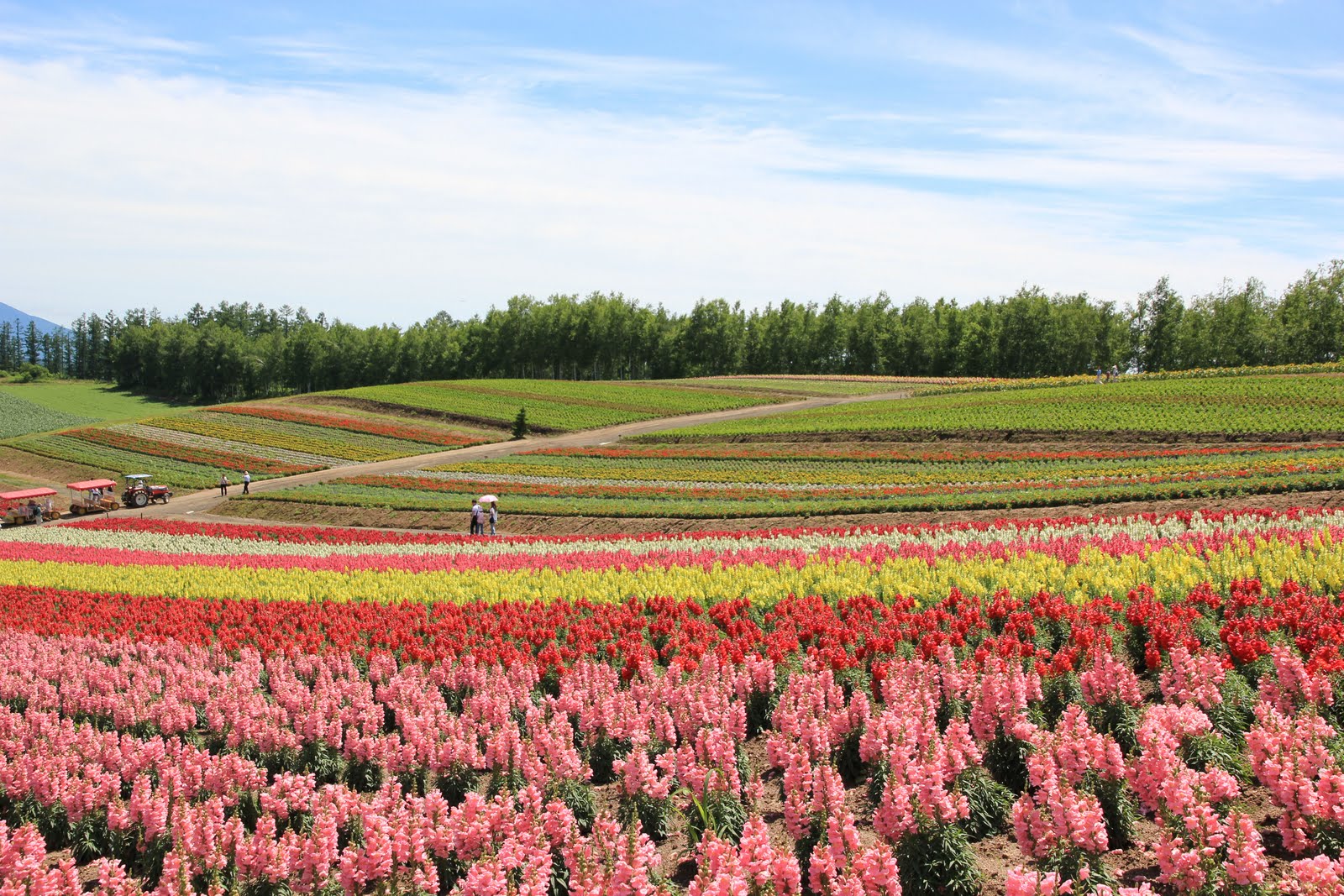 the popsicle project: 4 FURANO FLOWERS