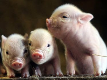 Marranitos tiernos - Imagui