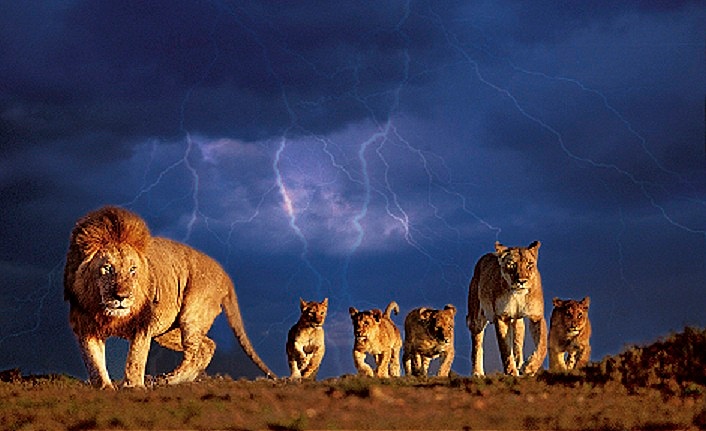 NYC MonaVie: Why The Lion Is King Of The Jungle - Part 2