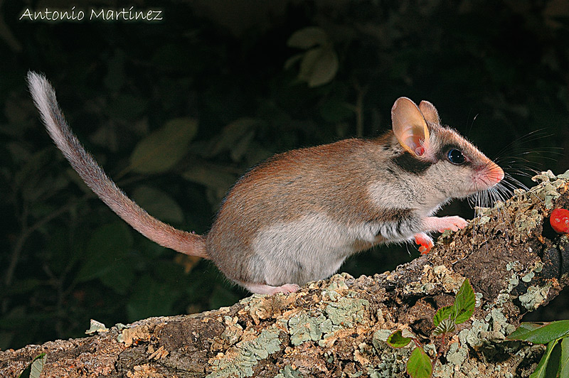 La Natura a la comarca de la Selva: Rata cellarda al gener