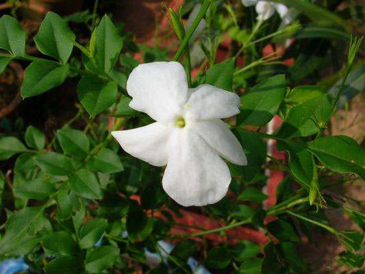 scienceworld 2: Medicinal Plant