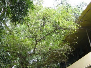 scienceworld 2: Medicinal Plant