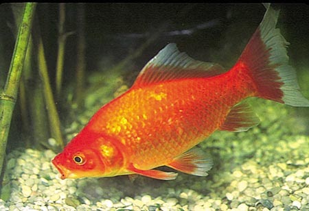 Peixe Vermelho: Peixe Vermelho