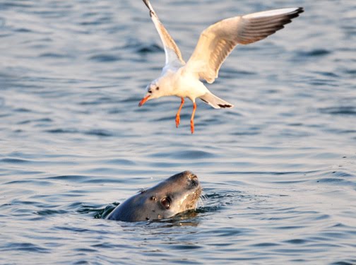 Celtic Memory Yarns: Roan Inish Rediscovered