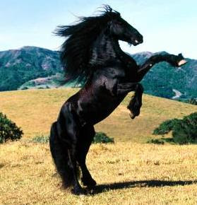 caballos: raza frison