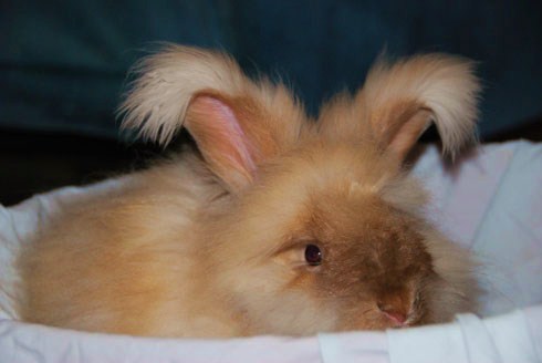 Get Your Cute On!: November 2009