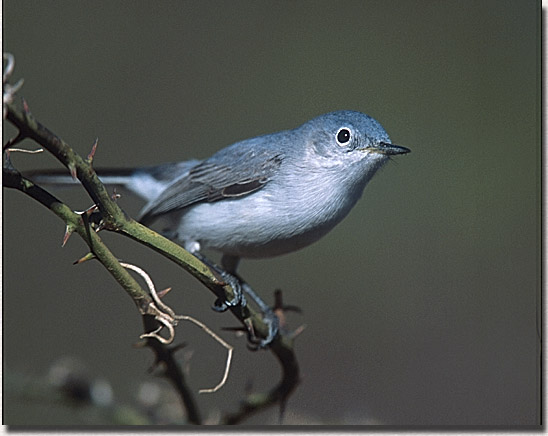 Birds: Blue-Gray Gnatcatcher