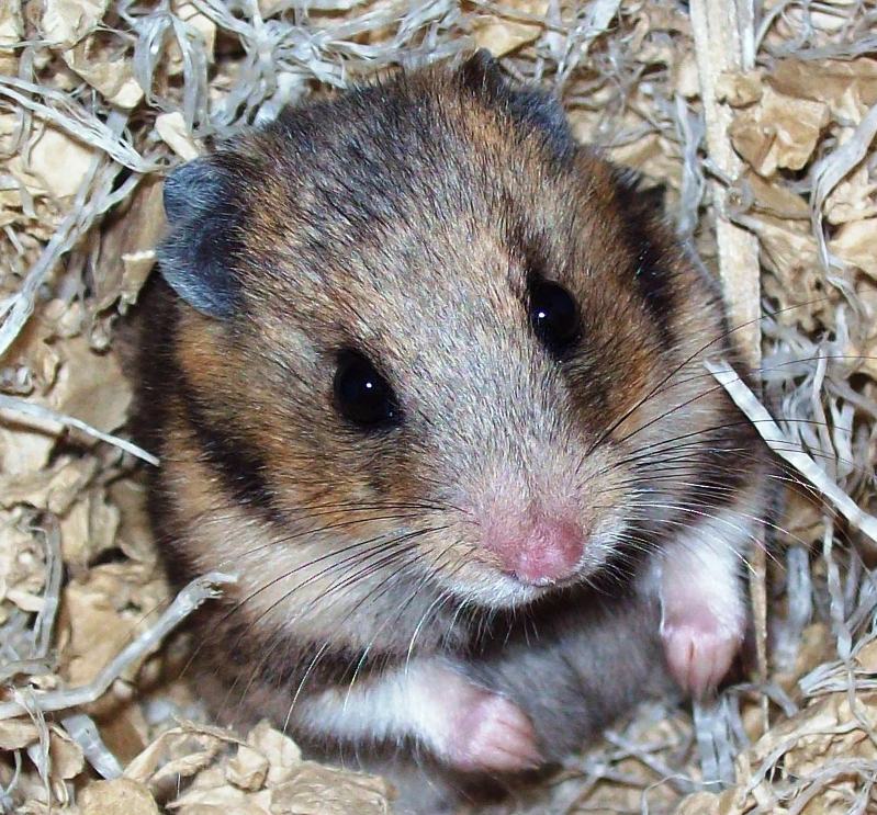 한 혁 윤: Descriptive