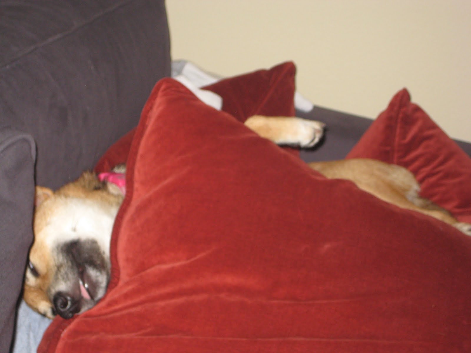 Sheba the Diva, life with a Shiba Inu