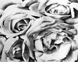 Arte diverso: Obra de Tina Modotti