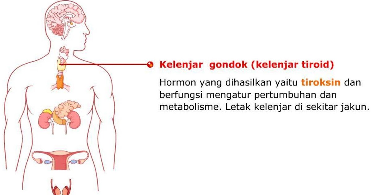Kelenjar Tiroid (kelenjar gondok) | Kumpulan Materi Biologi